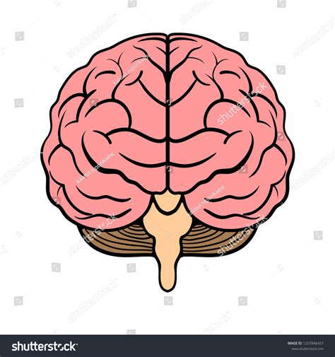 Brain Front View Human Brain Front View Stock Illustrations 709