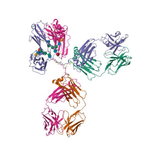 Rcsb Pdb 1igy Structure Of Immunoglobulin