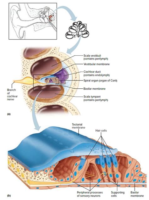 Ototoxicity Drugs Causes Signs Symptoms Diagnosis And Treatment