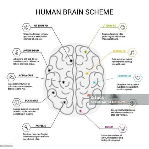 Right Hemisphere Of The Brain