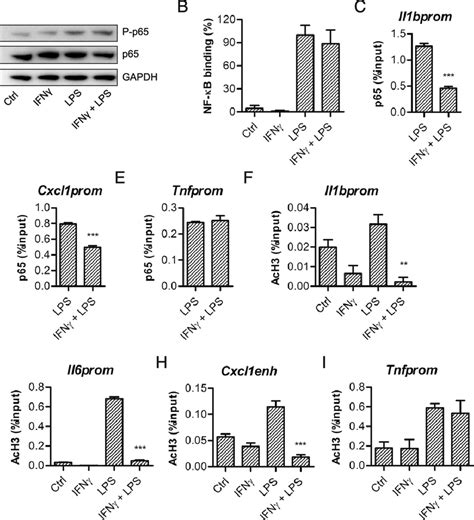Global Nf Kb Activity Is Unaltered Whereas Nf Kb Recruitment To Download Scientific Diagram