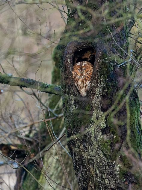 20221227 Natugle Tawny Owl Klosterkær Morten Borup Flickr