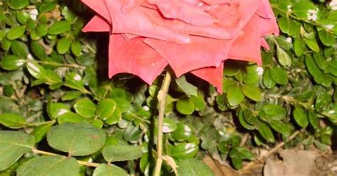 Cómo Enraizar Un Rosa Cortada Cultivo De Rosas Rosales Enraizar