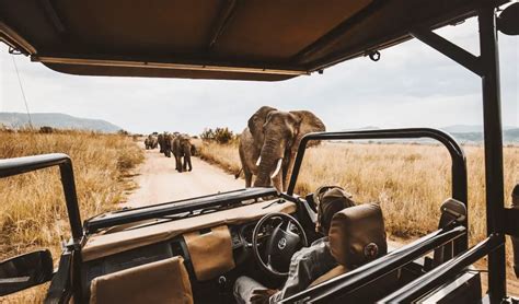 5 Best Affordable African Safari Options In 2024