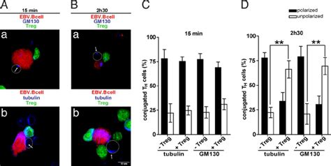 Inhibition Of Secretory Machinery Polarization Occurs In A