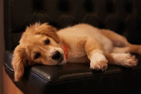 Foto E Immagini Cani Canva