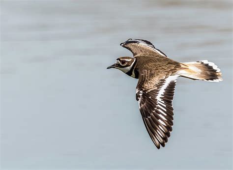 Killdeer Bird Aggressive At Numbers Mcleod Blog