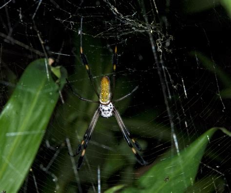Spider Photos Large Spider On Web Costa Rica