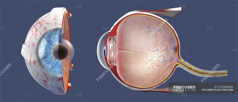 3d Illustration Of Cross Section Of Human Eye In Side View And Frontal