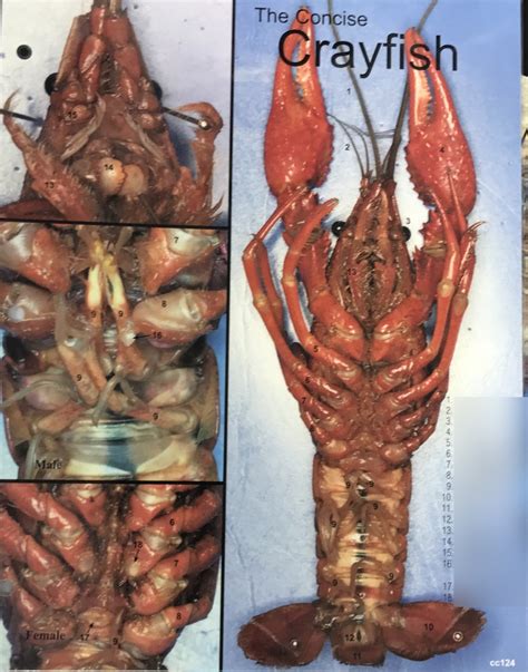 Biology Corner Crayfish Dissection At Timothy Beck Blog
