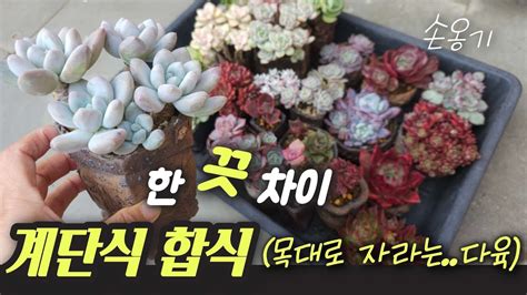 한 끗 차이 ♤ 목대 다육 계단식 모아심기 웃자람 없이 처짐없이 Youtube