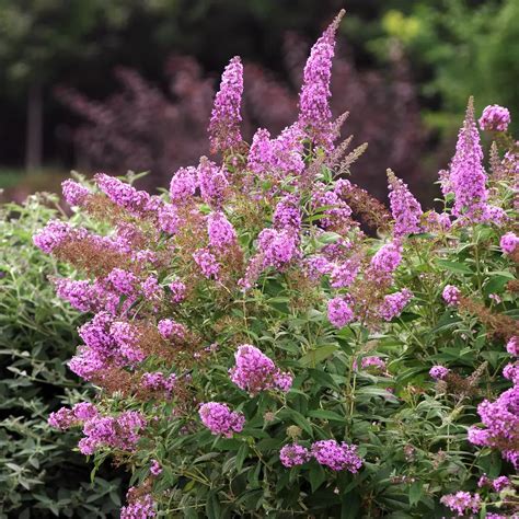 Buddleja Davidii Flutterby Pink Arbre Aux Papillons Compact