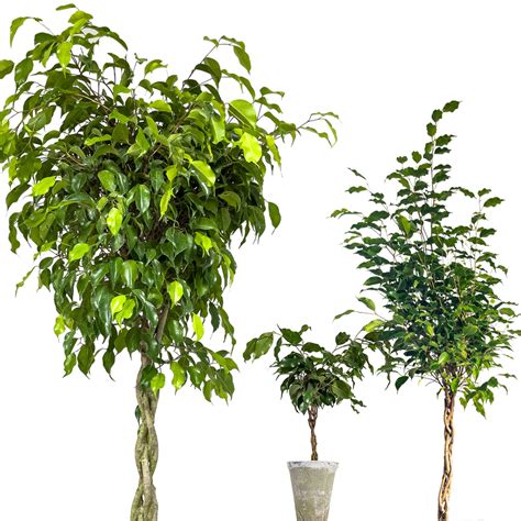 Weeping Fig