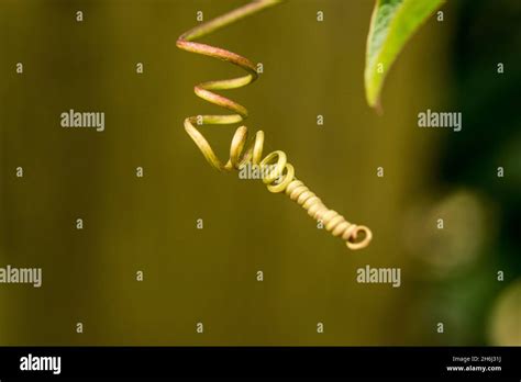 Tendril Of The Climber Passiflora Caerulea Of Passion Flower Stock