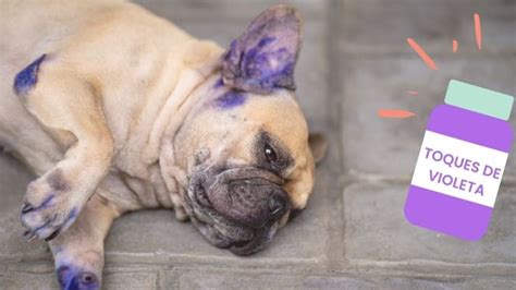 Mi Perro Comió Toques De Violeta ¿qué Le Va A Pasar
