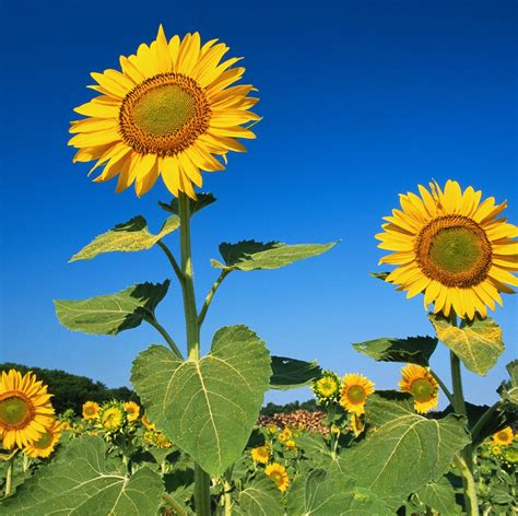 What To Plant In August Best Flowers And Plants To Grow In 2024
