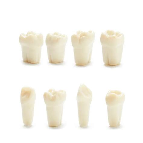 Columbia Dentoform Typodont Ivorine Teeth T 860