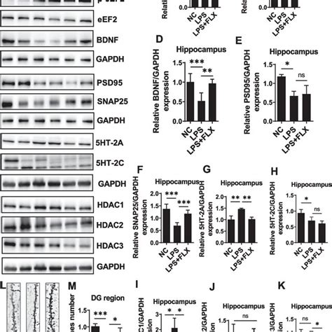 Fluoxetine Attenuated Lps Effect On Mtoreef2bdnfsnap25psd95 And