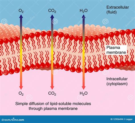 Diffusione Tramite La Membrana Di Plasma Illustrazione Vettoriale Illustrazione Di Biologia