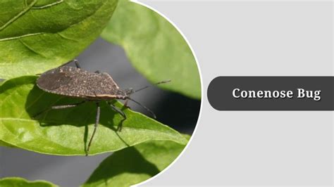 23 Common Insects That Found In California Identification With Pictures