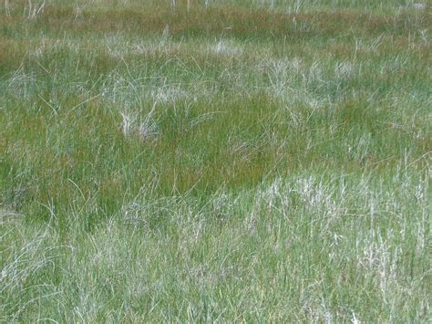 Grass Meadow Nature Free Photo On Pixabay Pixabay