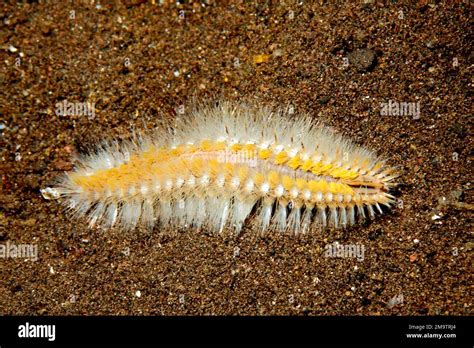 Bristle Worm In Marine Tank