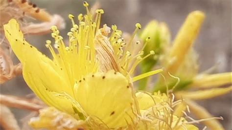 Branimir Šitum Suita No2 St2 Andante Gospina Trava Youtube