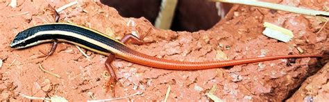 Lined Firetail Skink Ausemade