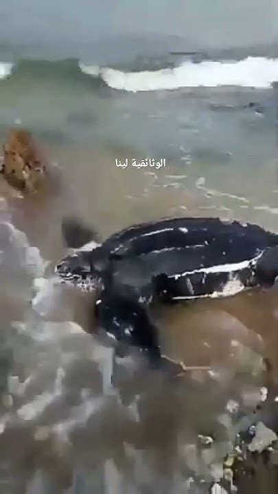 العاصمة خروج سلحفاة ضخمة في شاطئ عين بنيان🐟🐠🐡 Youtube