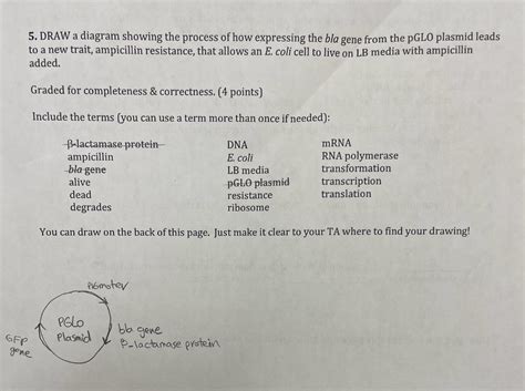 Solved 5 Draw A Diagram Showing The Process Of How Expressing The