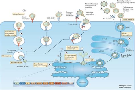 Replication Of Dengue Virus Microbiology Notes