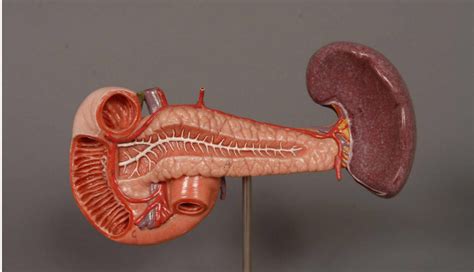 Pancreas Model Diagram Quizlet