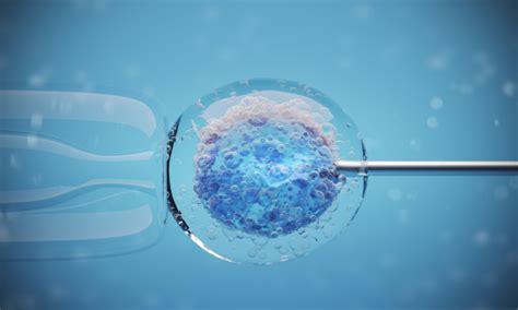 Ivf Transfer A Step By Step Guide To A Successful Embryo Transfer