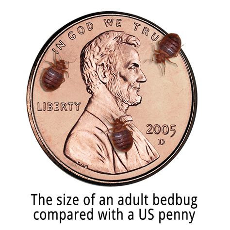 Bed Bug Egg Size Comparison At Julie Solberg Blog
