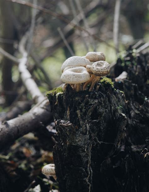 Ingyenes Kép Gomba Sárgás Fatörzs Moha Gomba Természet Fa Spore Méreg Vadon élő