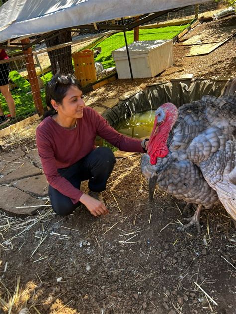 Meet Preethi Srinivas Founder And Ceo Befriend Cows Shoutout La