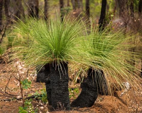 Australian Grass Tree Seeds Australian Native Plants Xanthorrhoea Seeds