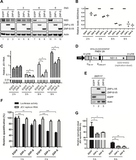 Inhibition Of Jev Translation And Replication By Zap A And C Download Scientific Diagram