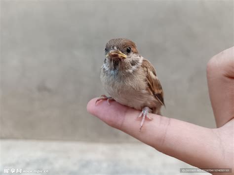 小鸟 摄影图 鸟类 生物世界 摄影图库 昵图网
