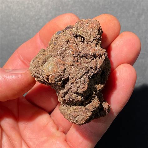Fossilized Turtle Coprolite For Sale Fossilsplus