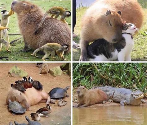 Humanity Always Wins