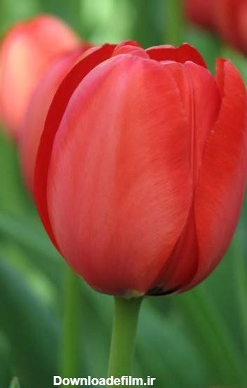 عکس گل های زیبای لاله