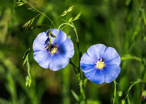 Blue Flax Seed Plants Seeds And Bulbs Smiths Falls Ontario