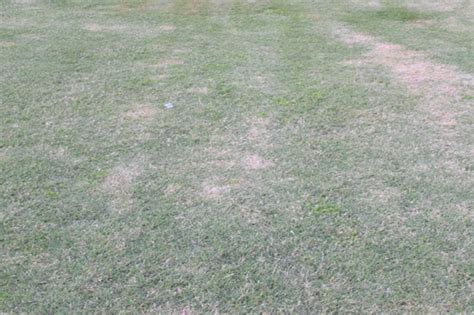 Tips On How To Repair A Patchy Lawn The House Shop Blog