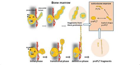 Schema Summarizing The Process Of Platelet Formation From Mks Via Thick
