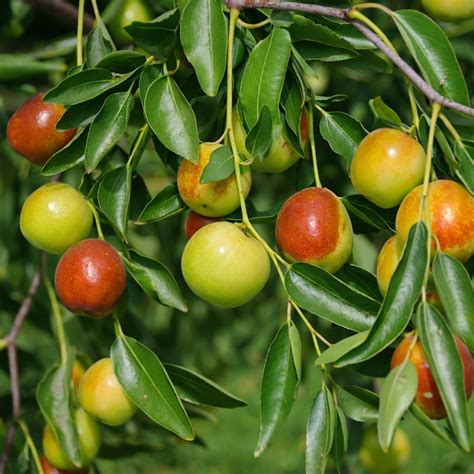 Jujube Tree Growing Zone Guide Jujube Care And Cultivation Grow Organic