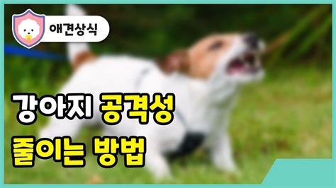 강아지 공격성 줄이는 방법 우리 개가 왜그랬개 Youtube