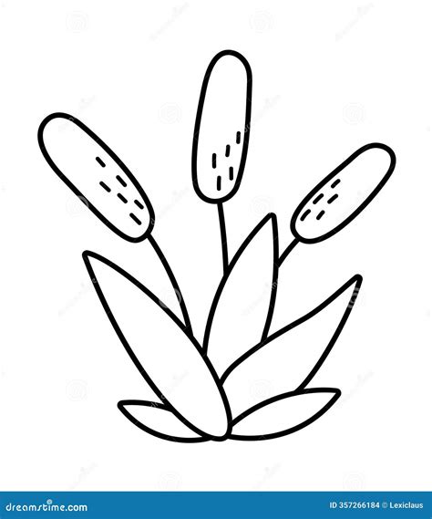 Vector Black And White Reeds Icon Cute Line Marsh Or Swamp Plant Illustration Isolated On White