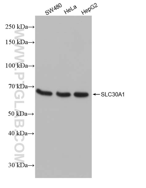 Slc30a1 Antibody 82895 2 Rr Proteintech
