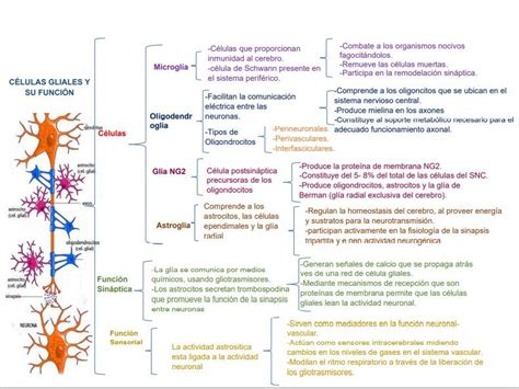 Celulas Gliales Tipos Y Funciones